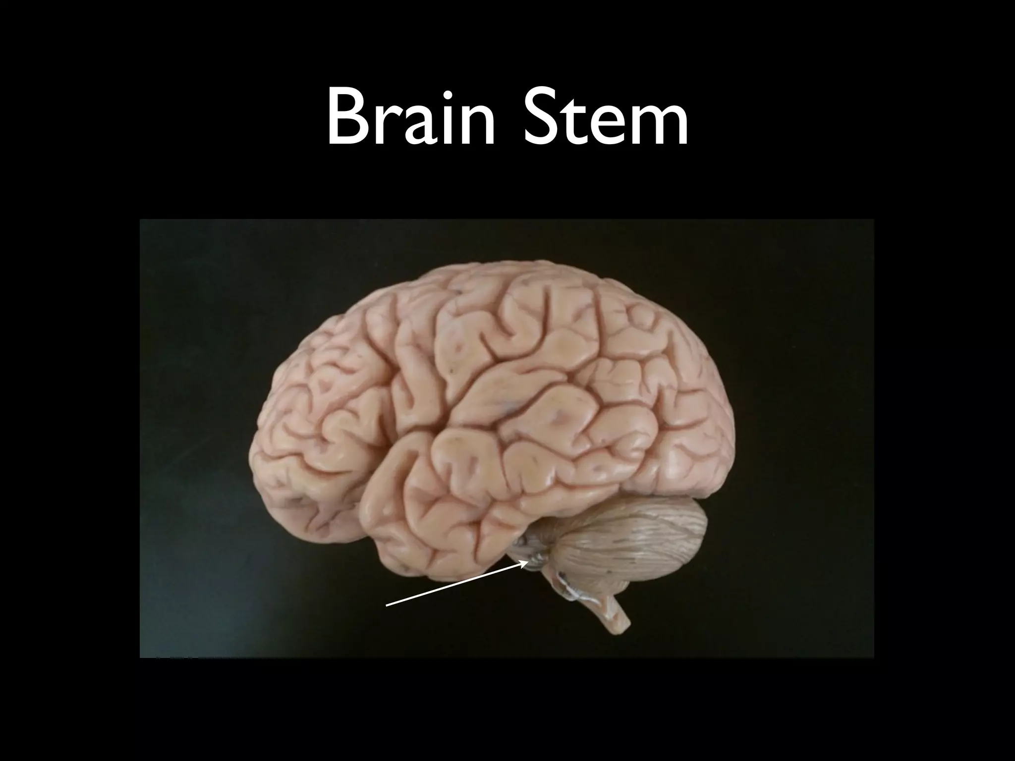 Anatomy of the brain | KEY