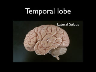 Anatomy of the brain | KEY