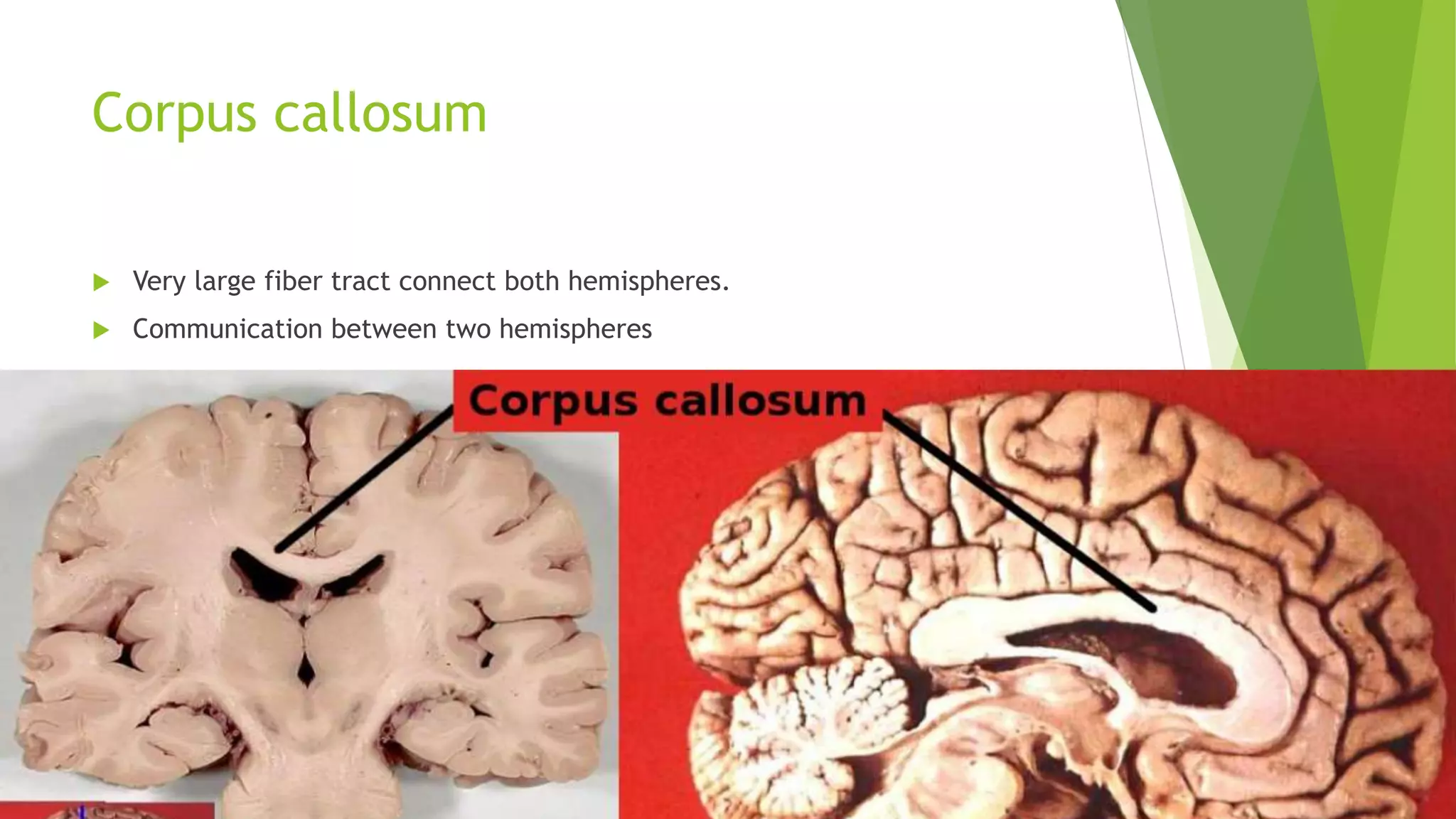 Anatomy of the brain | PPTX
