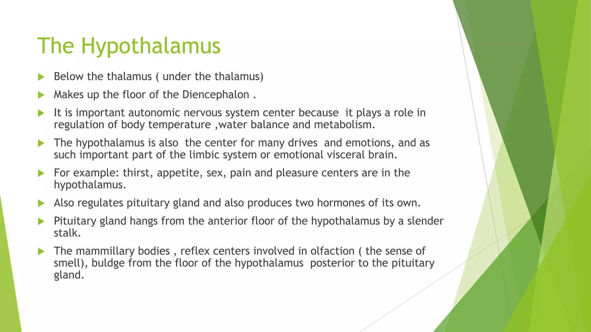 Anatomy of the brain | PPTX