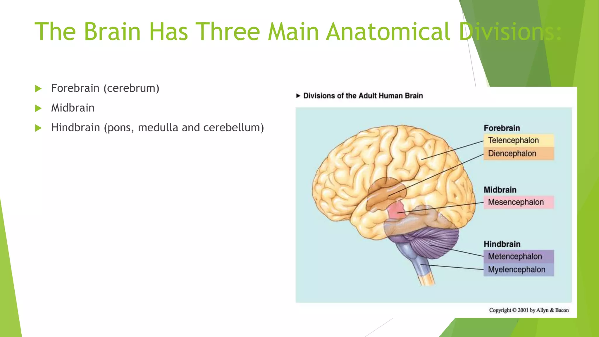Anatomy of the brain | PPTX