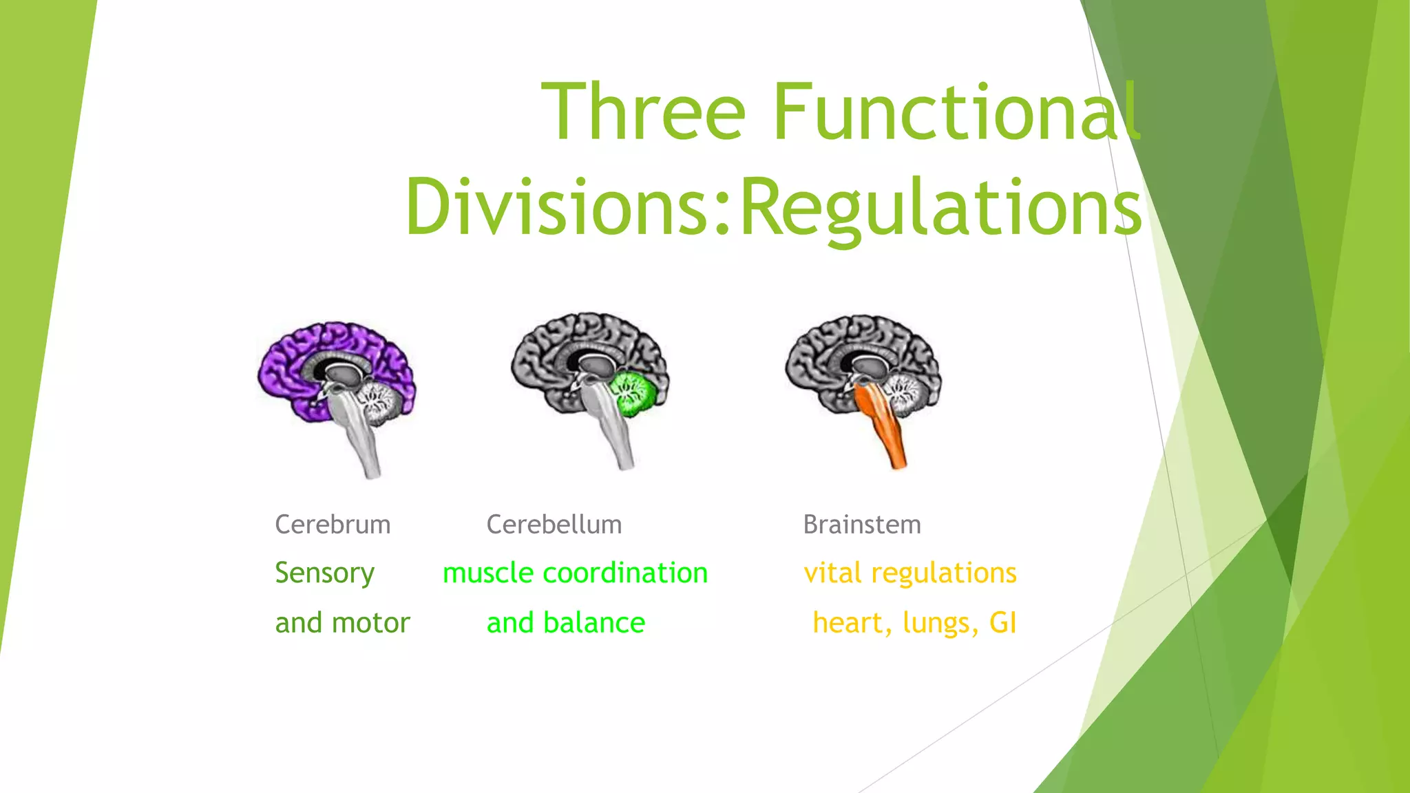 Anatomy of the brain | PPTX