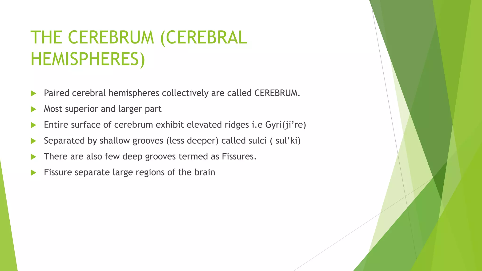 Anatomy of the brain | PPTX