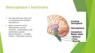Anatomy of the brain | PPTX