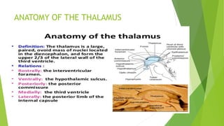 Anatomy of the brain | PPTX