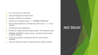 Anatomy of the brain | PPTX
