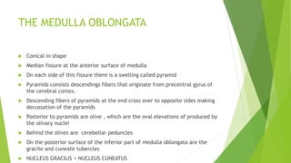 Anatomy of the brain | PPTX