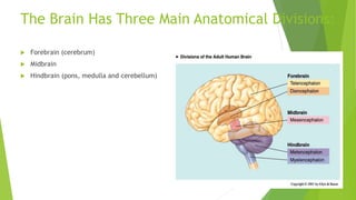 Anatomy of the brain | PPTX