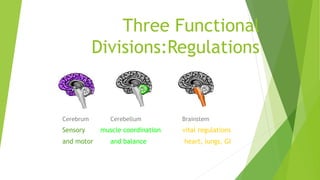 Anatomy of the brain | PPTX