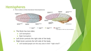 Anatomy of the brain | PPTX