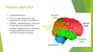 Anatomy of the brain | PPTX