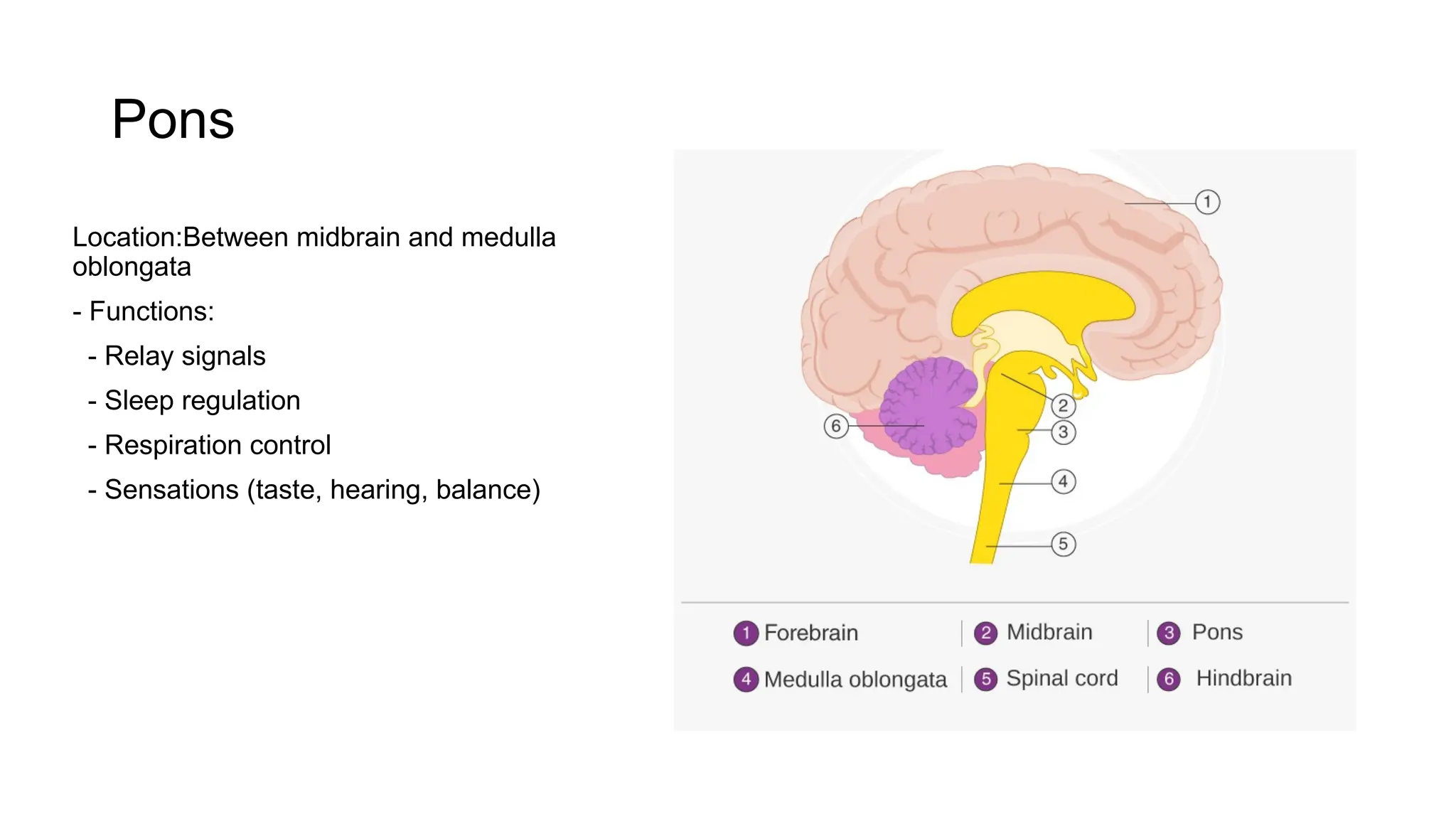 Detailed Anatomy of the Human Brain and its functions | PPTX