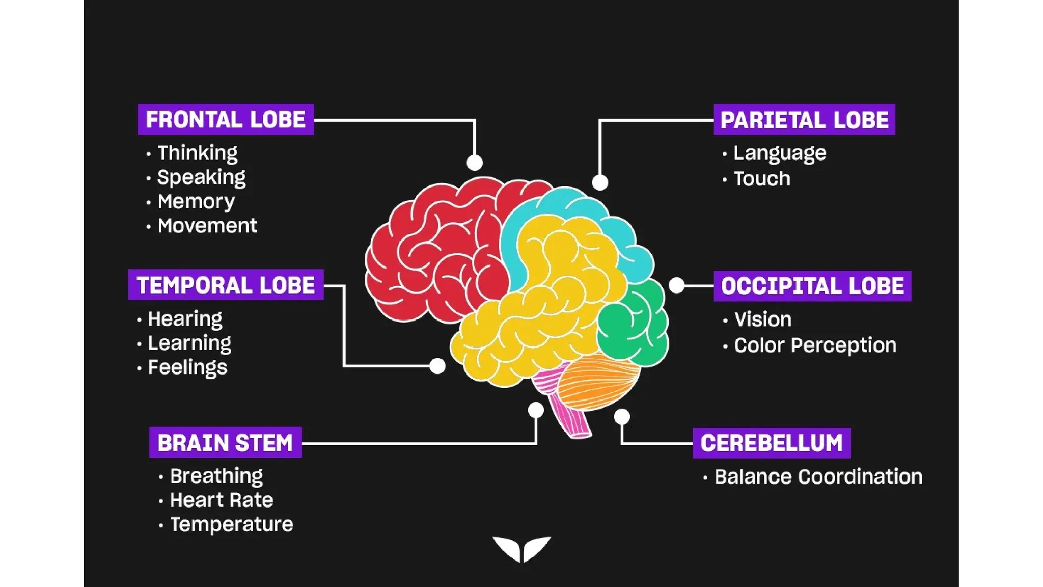 Detailed Anatomy of the Human Brain and its functions | PPTX