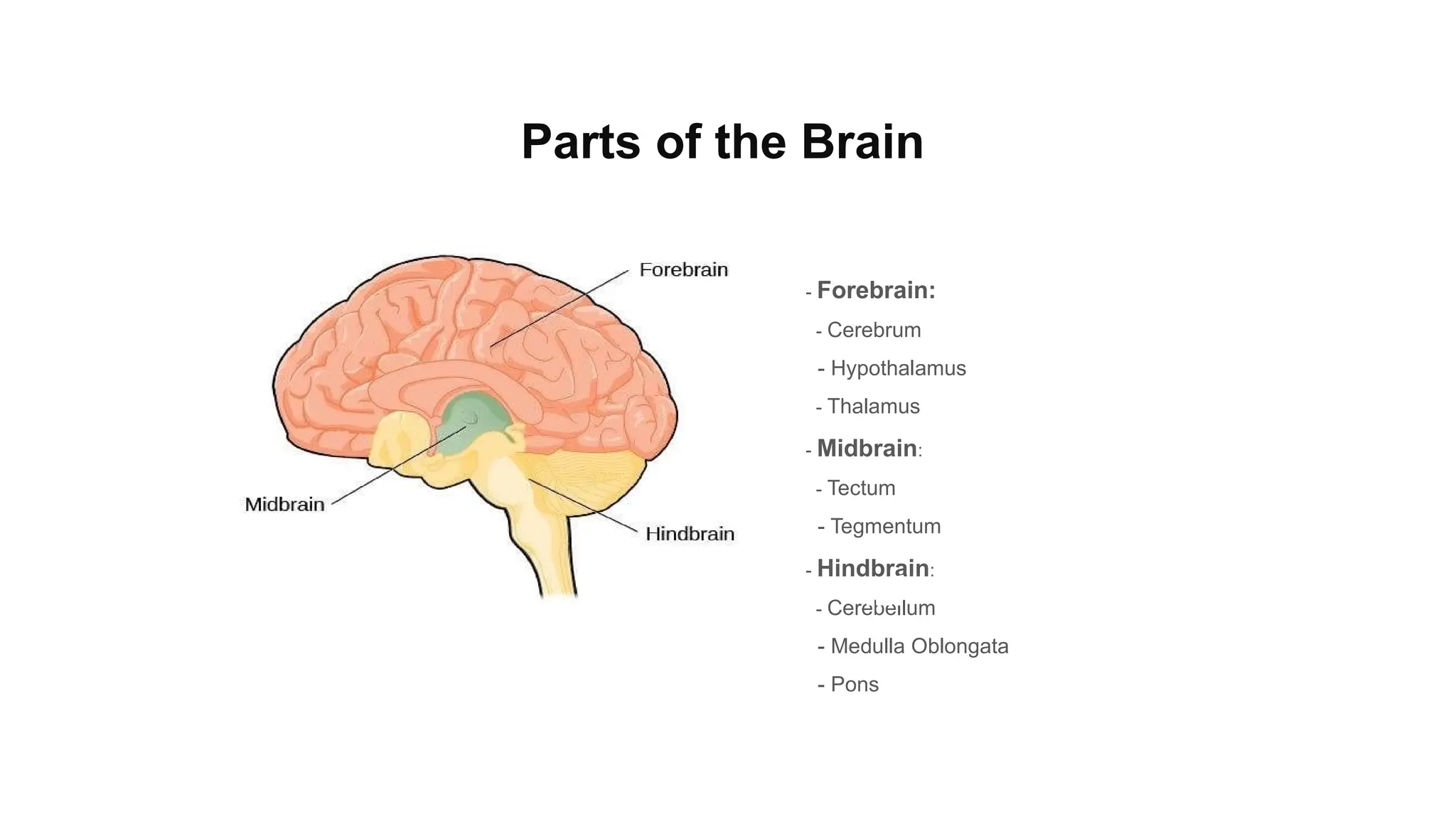 Detailed Anatomy of the Human Brain and its functions | PPTX