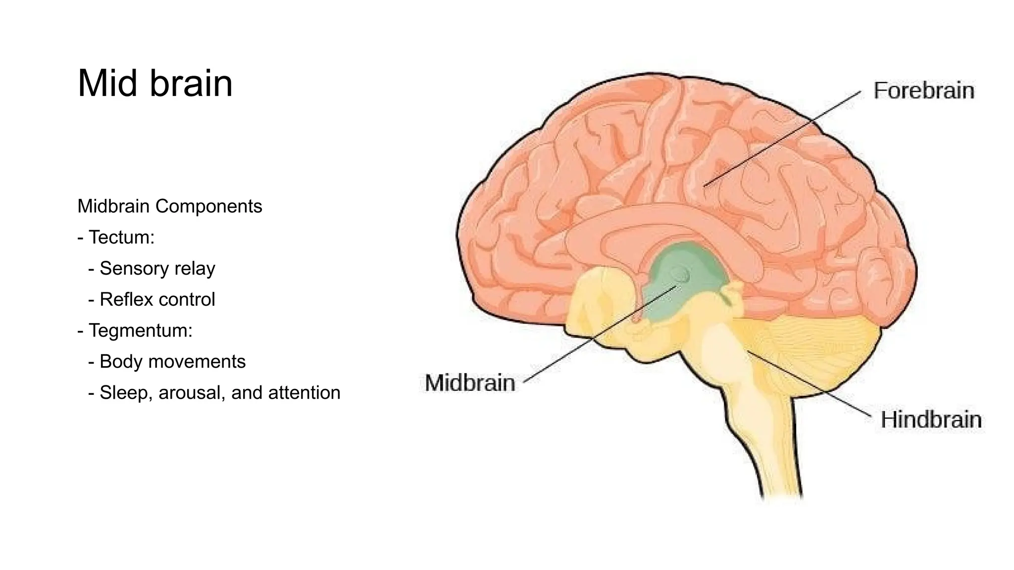 Detailed Anatomy of the Human Brain and its functions | PPTX