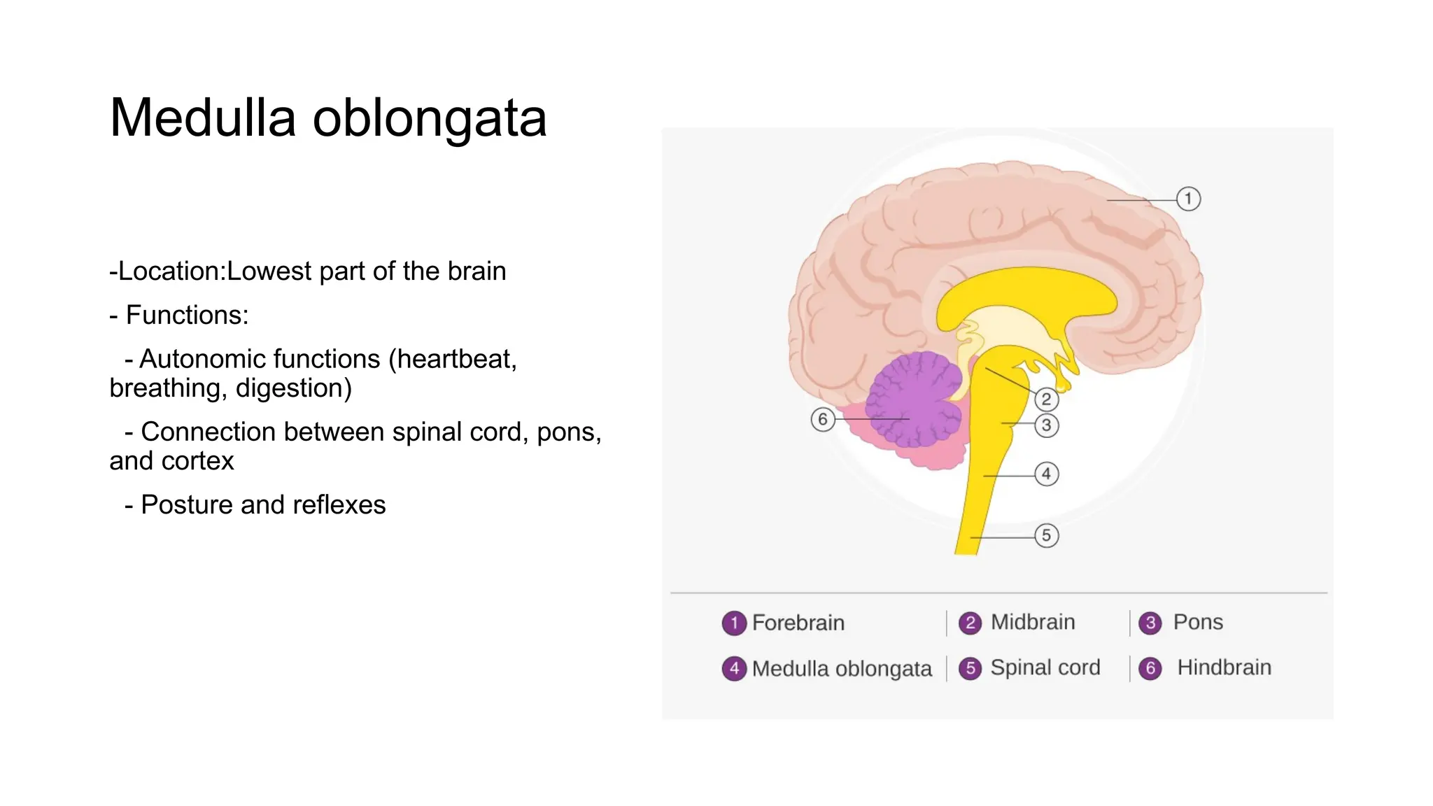 Detailed Anatomy of the Human Brain and its functions | PPTX