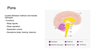 Detailed Anatomy of the Human Brain and its functions | PPTX