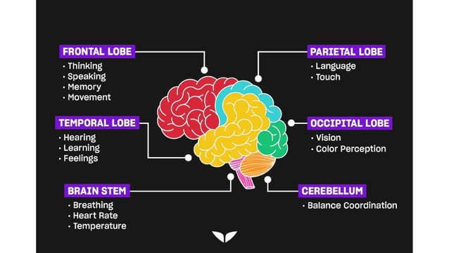 Detailed Anatomy of the Human Brain and its functions | PPTX