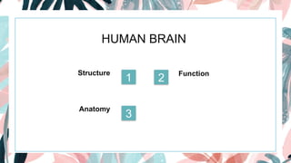 Detailed Anatomy of the Human Brain and its functions | PPTX