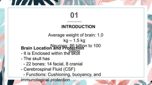 Detailed Anatomy of the Human Brain and its functions | PPTX