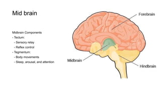 Detailed Anatomy of the Human Brain and its functions | PPTX