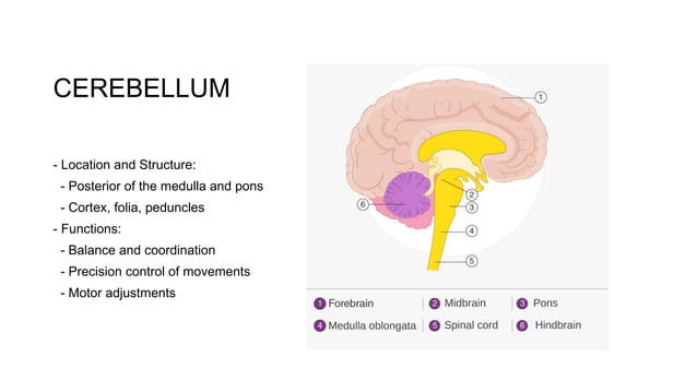 Detailed Anatomy of the Human Brain and its functions | PPTX