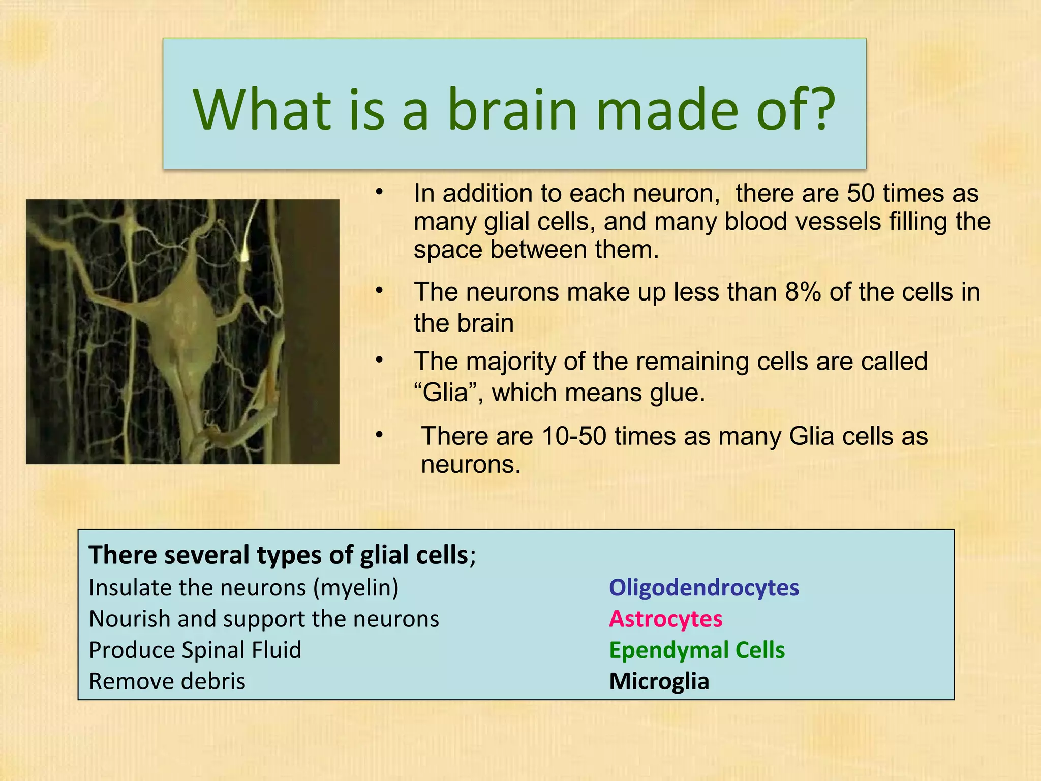 Anatomy of the brain | PPT