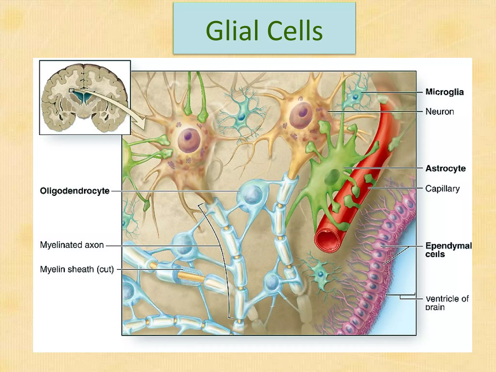 Anatomy of the brain | PPT