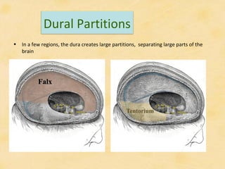 Anatomy of the brain | PPT