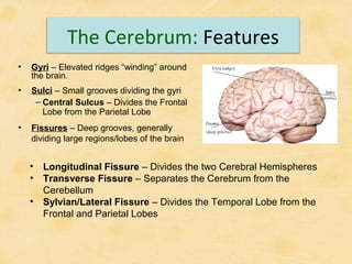 Anatomy of the brain | PPT