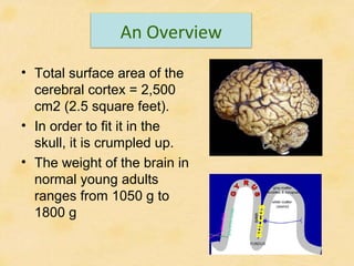 Anatomy of the brain | PPT
