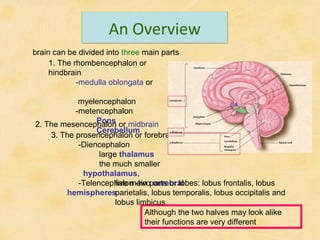 Anatomy of the brain | PPT