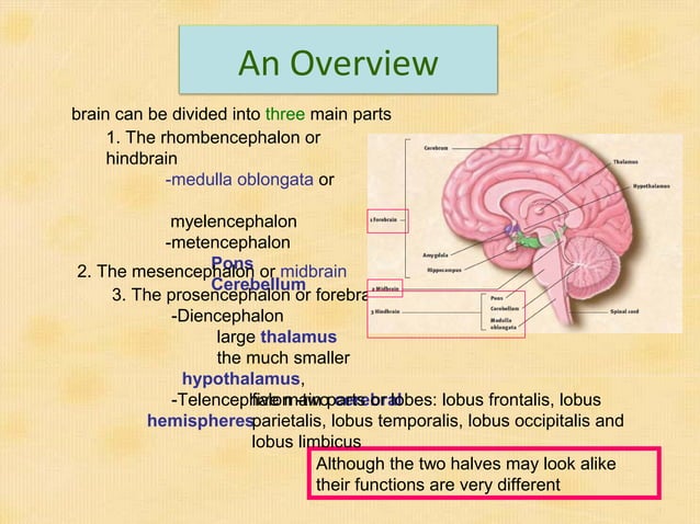 Anatomy of the brain | PPT