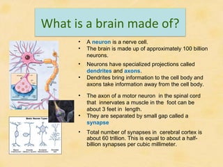 Anatomy of the brain | PPT