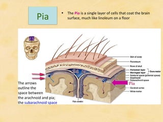 Anatomy of the brain | PPT