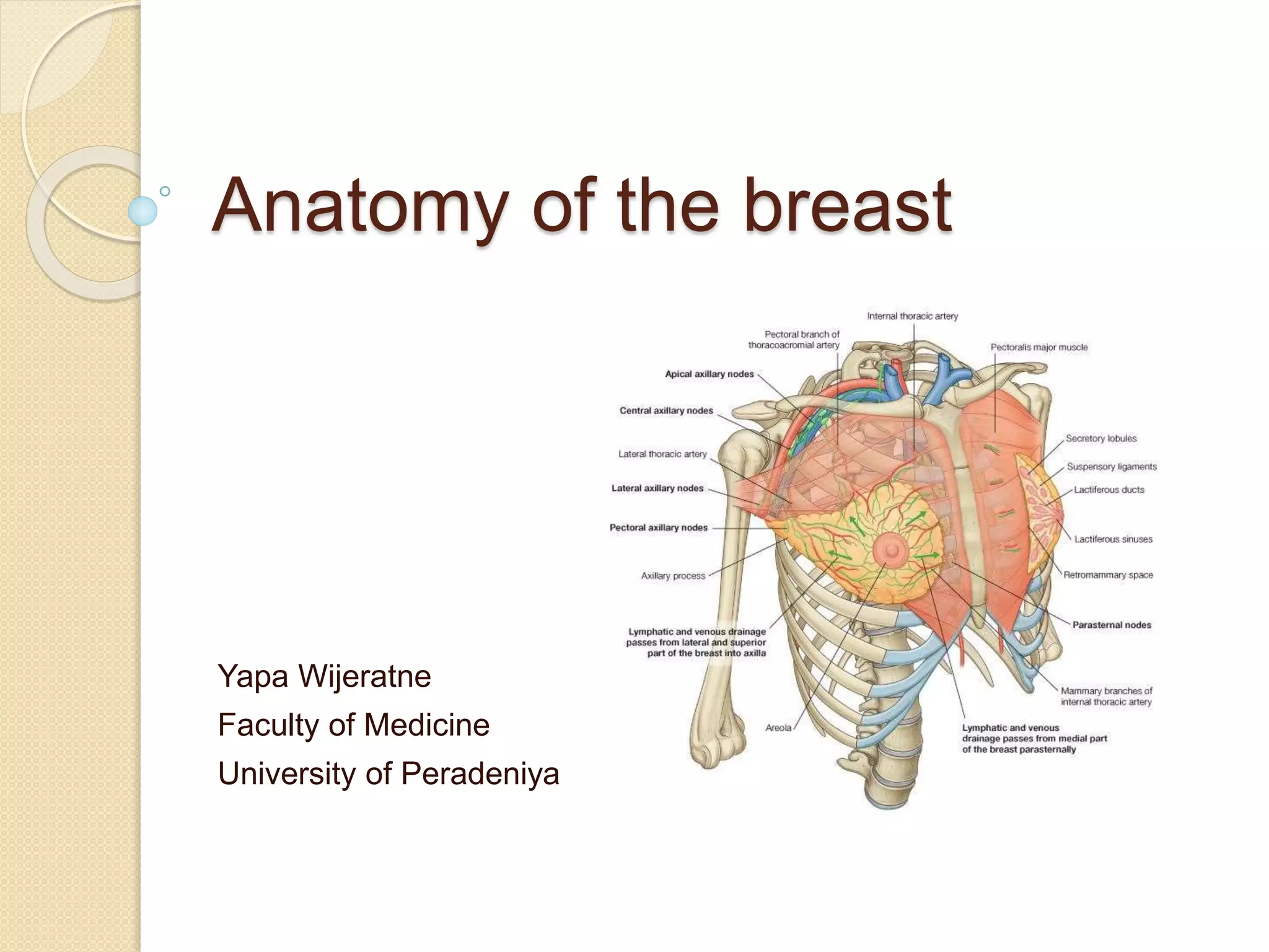 Anatomy of the breast | PPTX