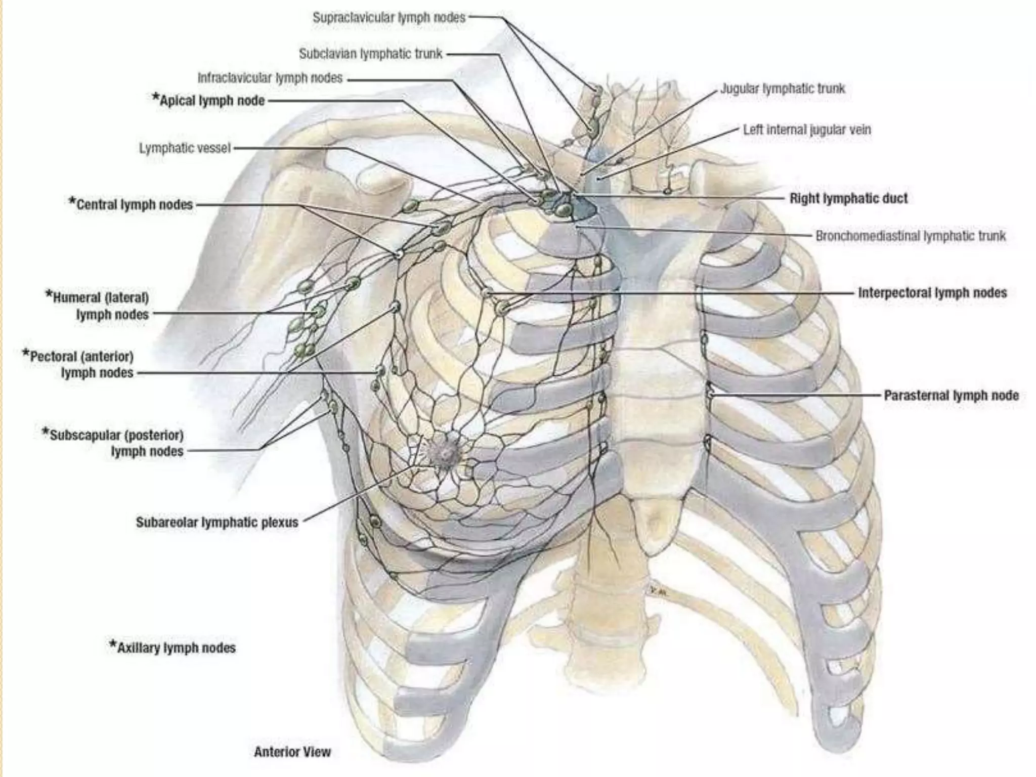 Anatomy of the breast | PPTX