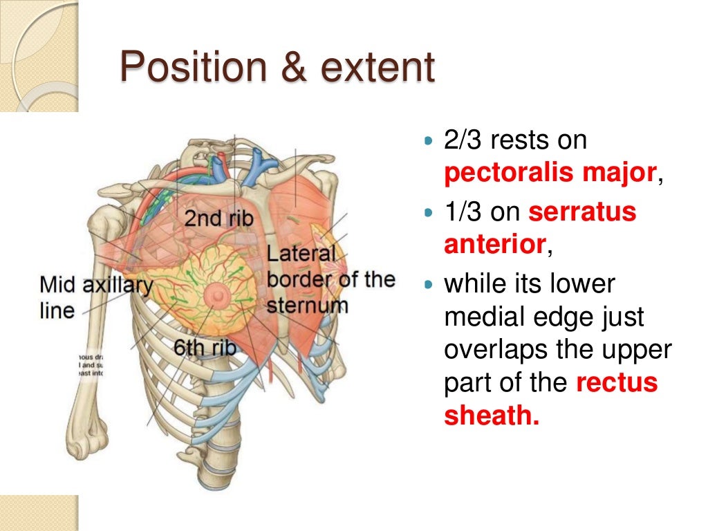 Anatomy of the breast