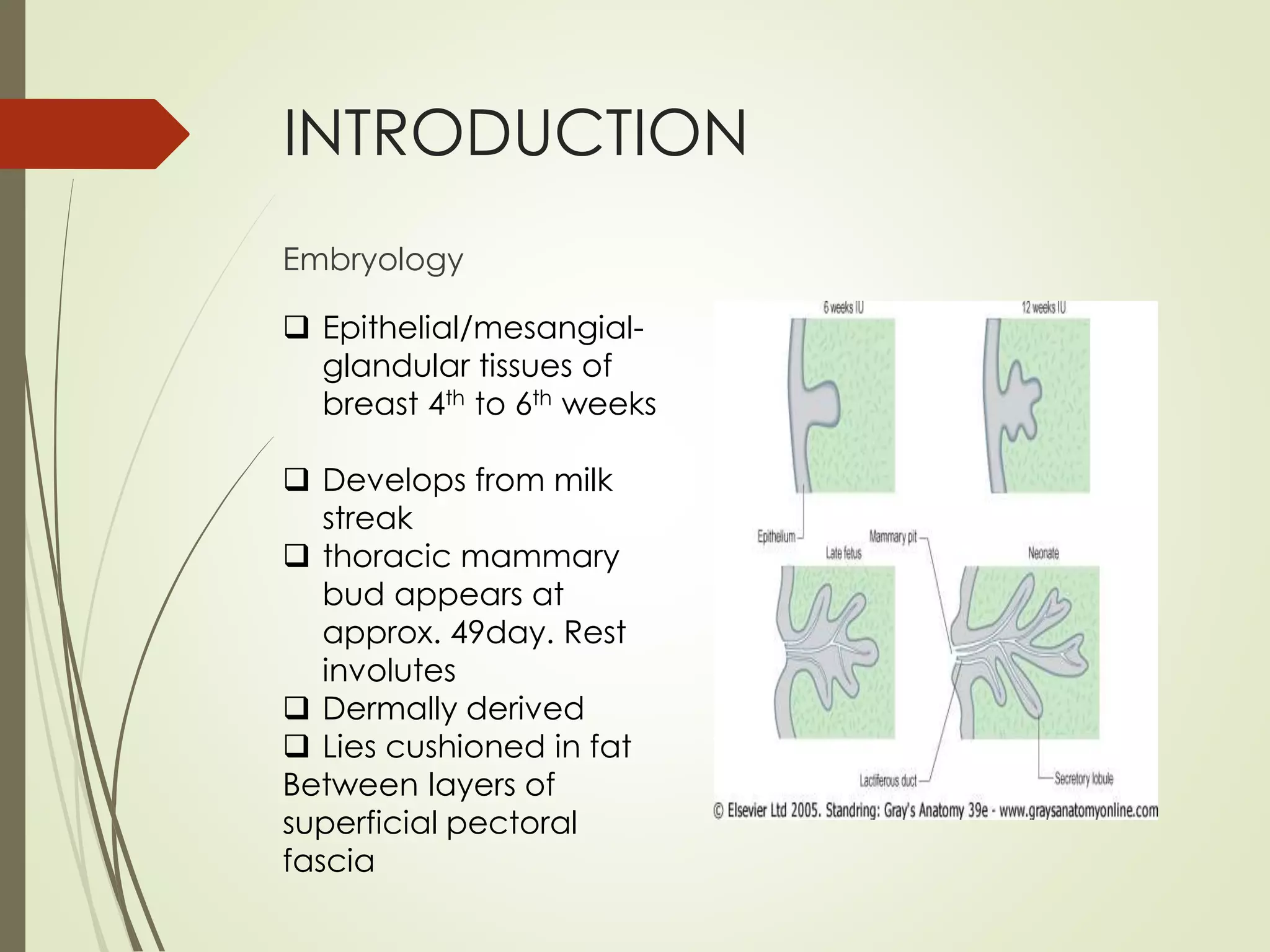 Anatomy of the breast | PPTX