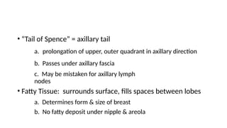 Anatomy of the Breast power point presentation.pptx
