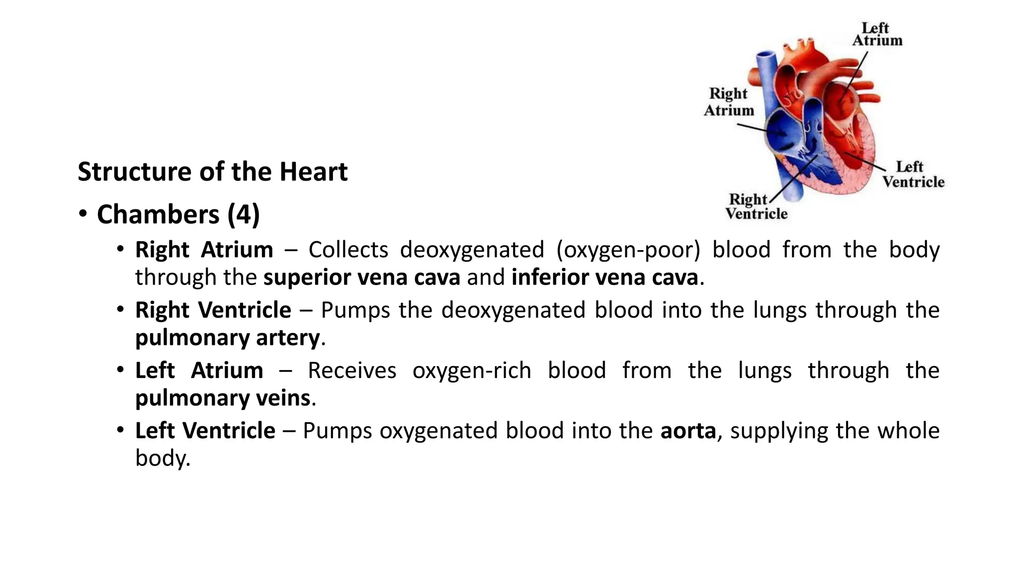 Anatomy of the Cardiopulmonary System.pdf