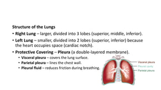 Anatomy of the Cardiopulmonary System.pdf