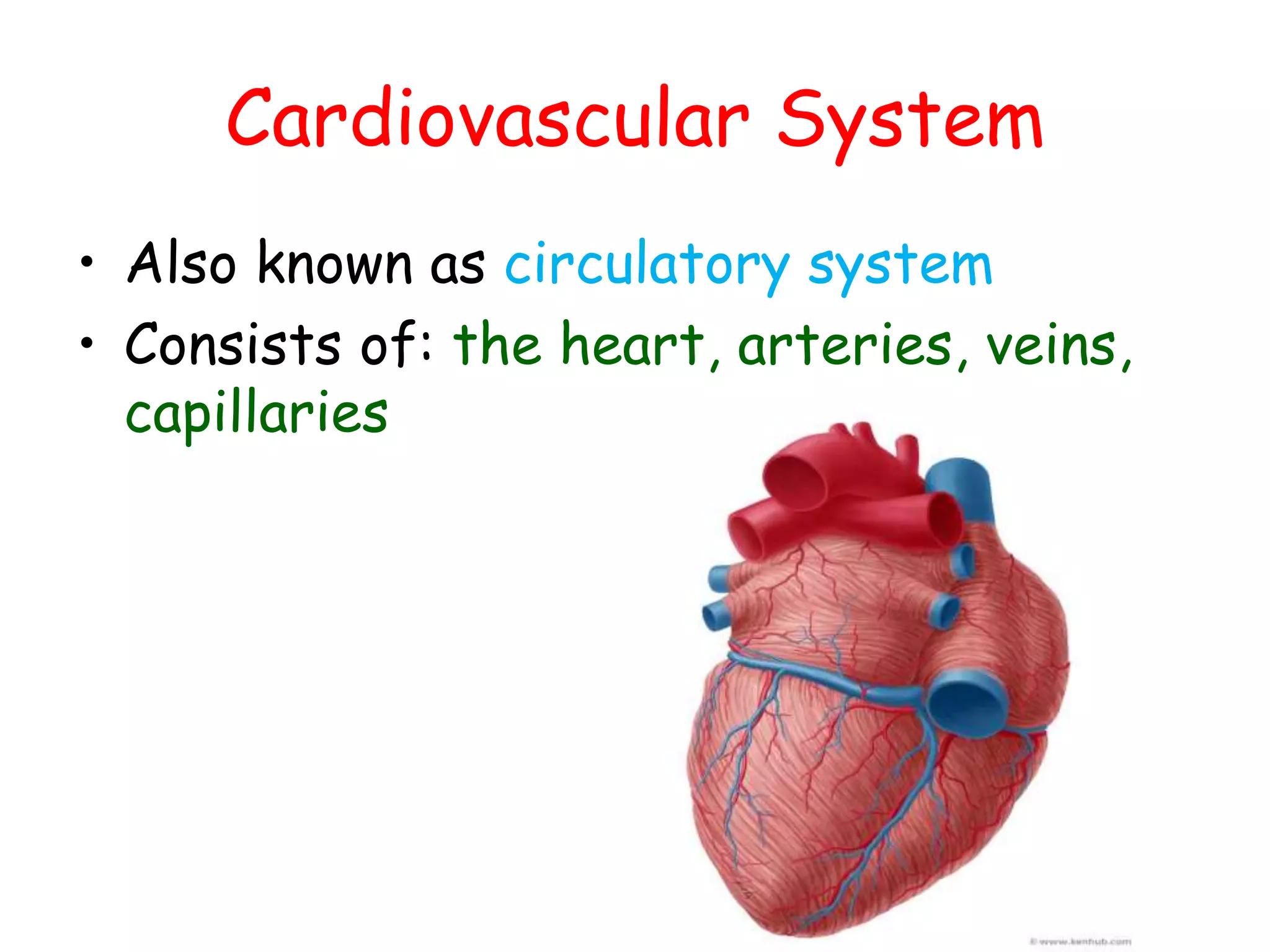 CARDIOVASCULAR SYSTEM - ANATOMY & PHYSIOLOGY | PPT