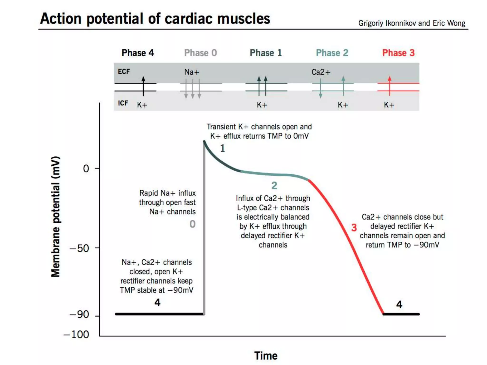 CARDIOVASCULAR SYSTEM - ANATOMY & PHYSIOLOGY | PPT