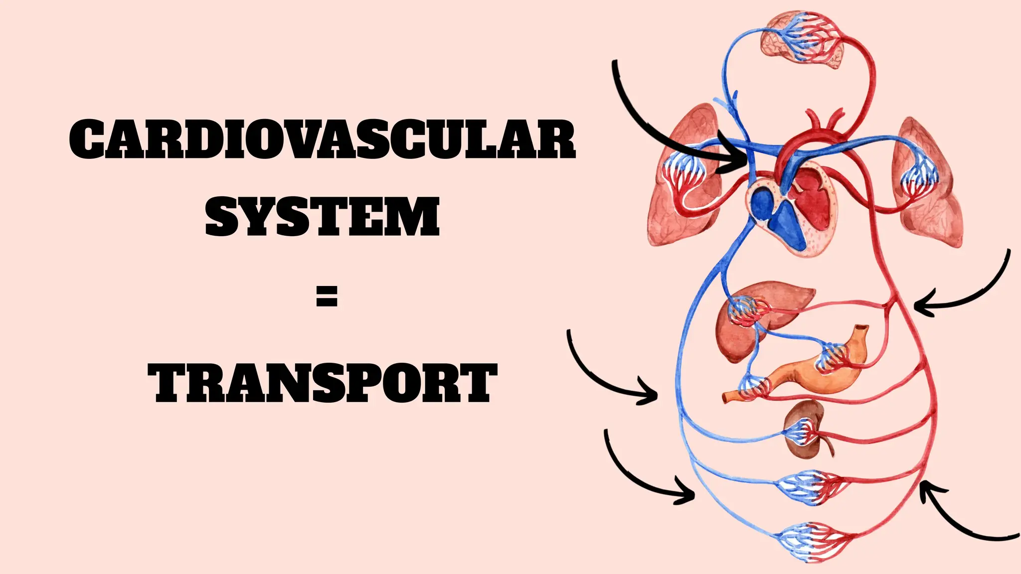Anatomy of the Cardiovascular System.pdf