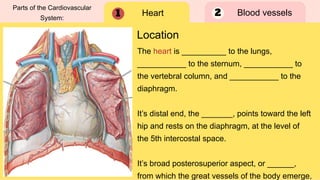 Anatomy of the Cardiovascular System.pdf