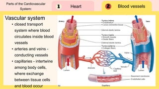 Anatomy of the Cardiovascular System.pdf