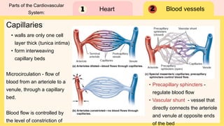 Anatomy of the Cardiovascular System.pdf