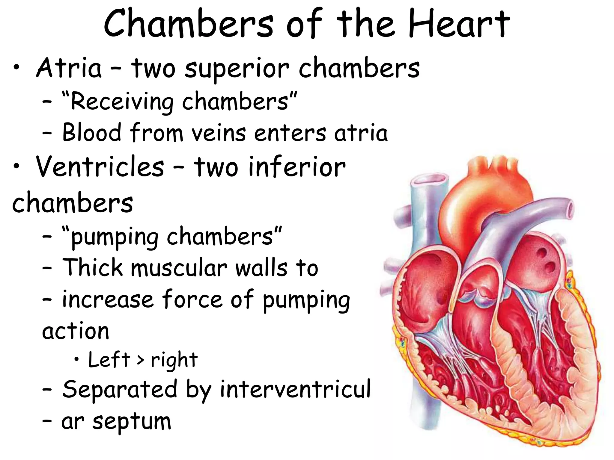 Anatomy of the_cardiovascular_system - dr toufiq | PPSX