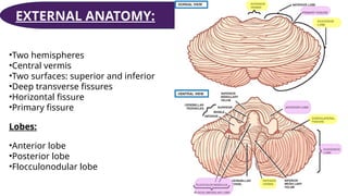 Basic Anatomy of the Structure of the Cerebellum.pptx